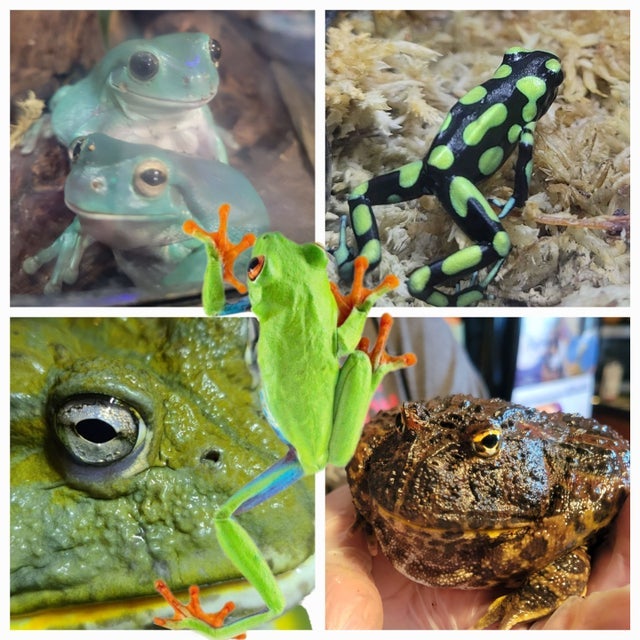 CRAZY FROG LADY L.L.C.